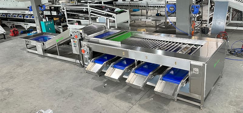 Broccoli graders are on the rise