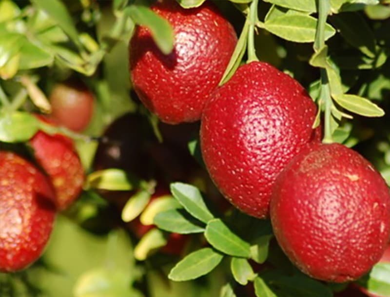 Australian Native Citrus