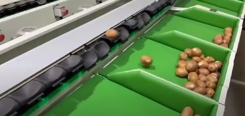 Kiwi Sorting Machine