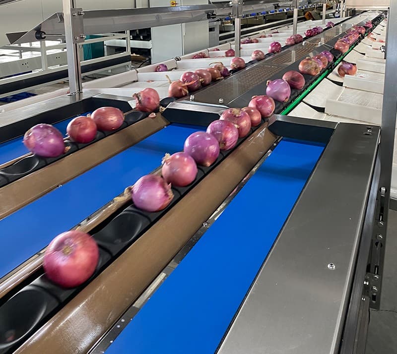 Why Choose Electronic Weight Sorting Machines for Onion Processing