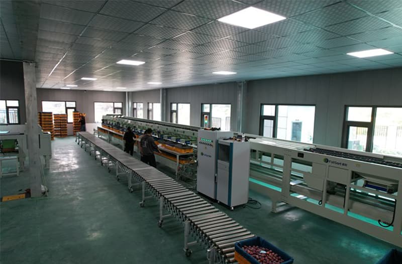 How to sort fruit plums