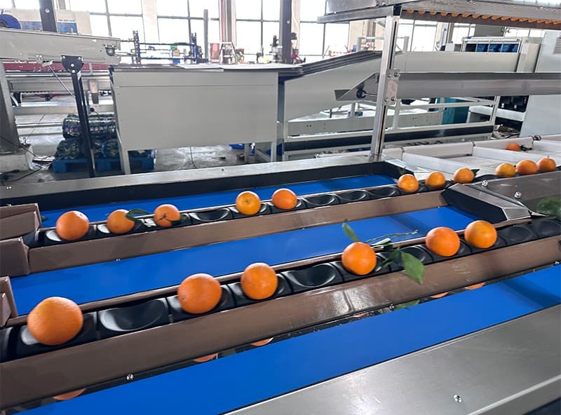 Blood orange sorting grading machine